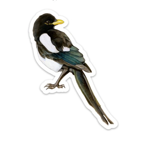 Yellow-billed Magpie - Sticker – Amy Rose Moore